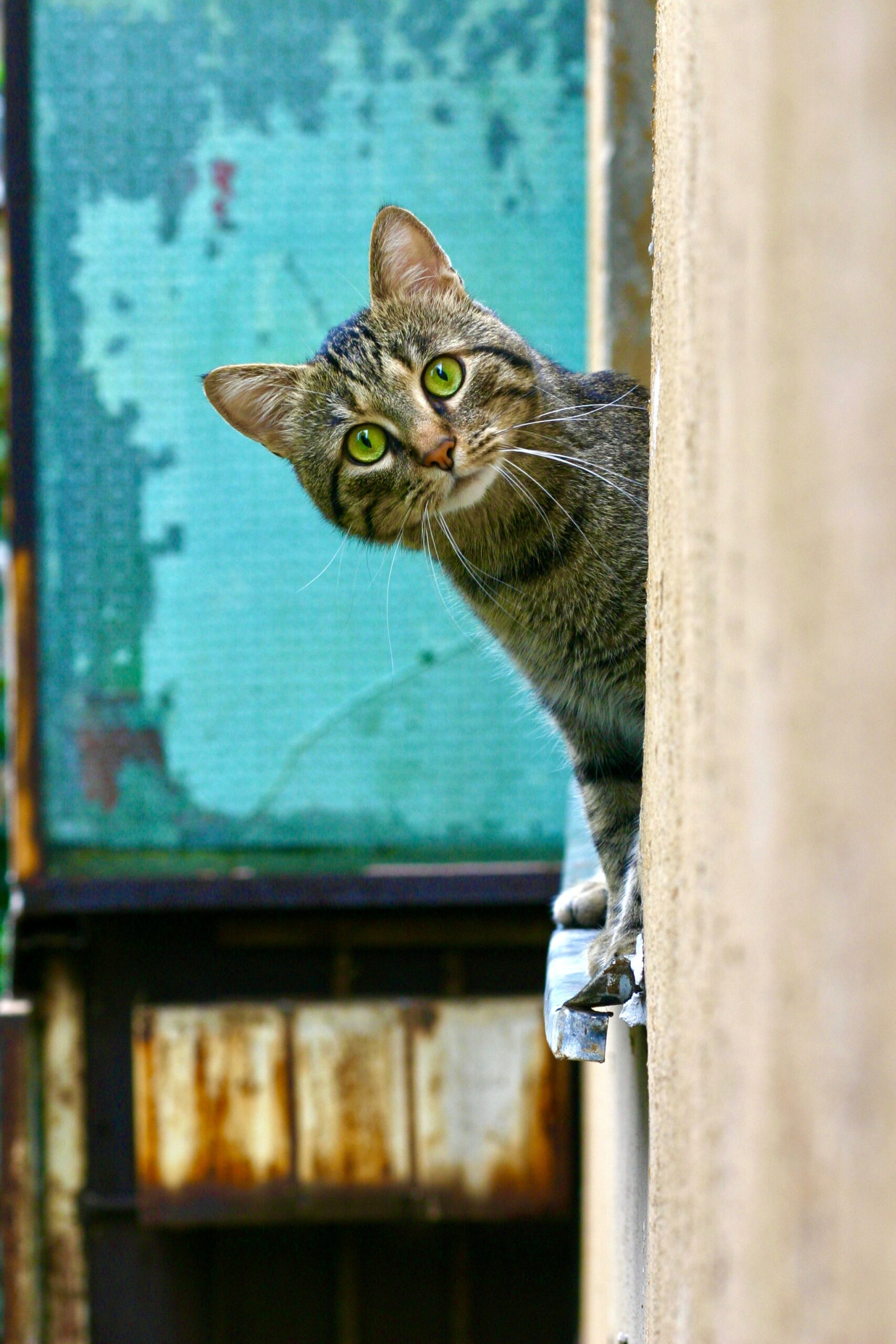 Arkadia Foodstore Sardines Oats Porridge For Cats Arkadia Foodstore Sardines Oats Porridge For Cats